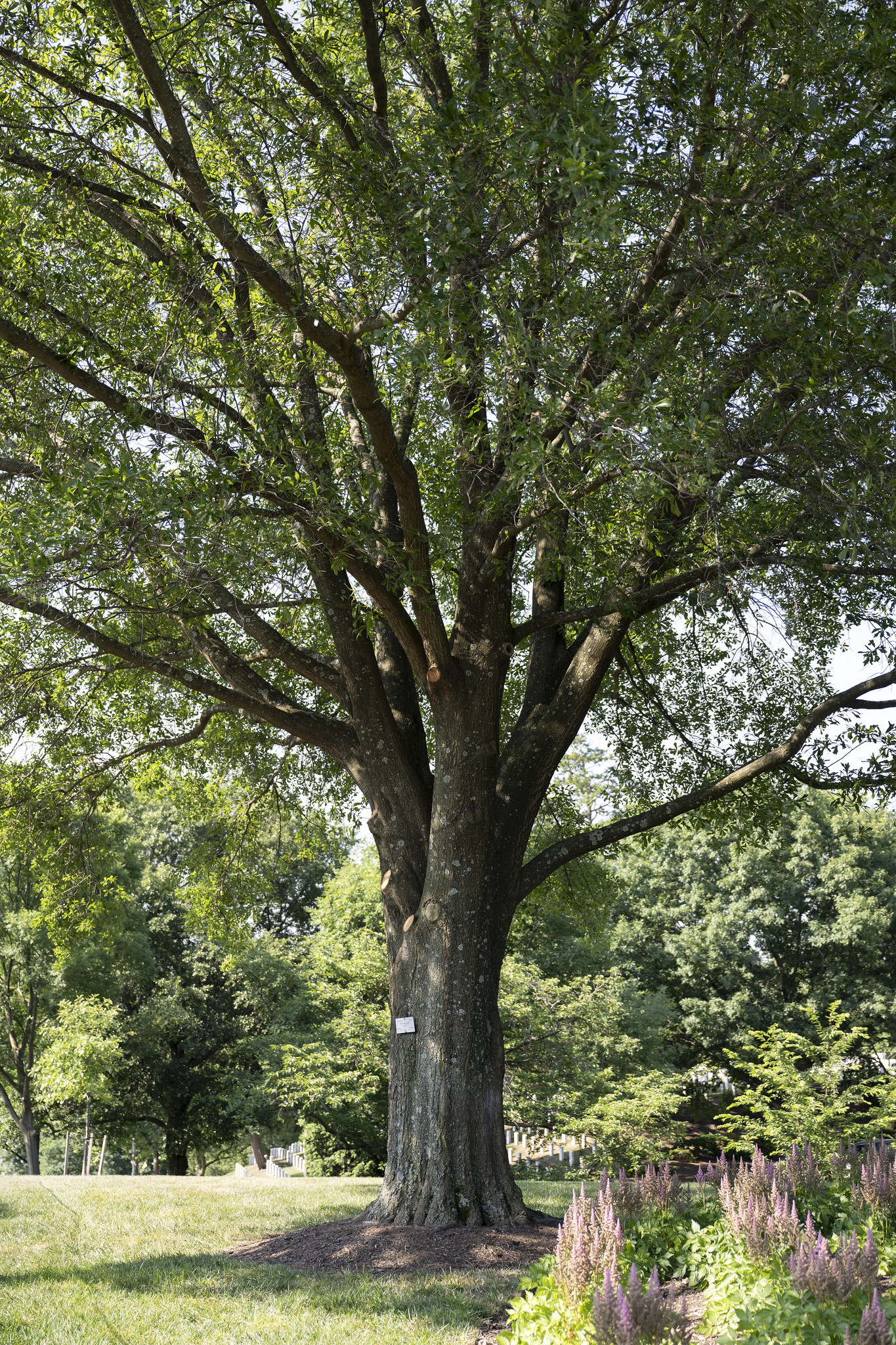 Medal of Honor Trees