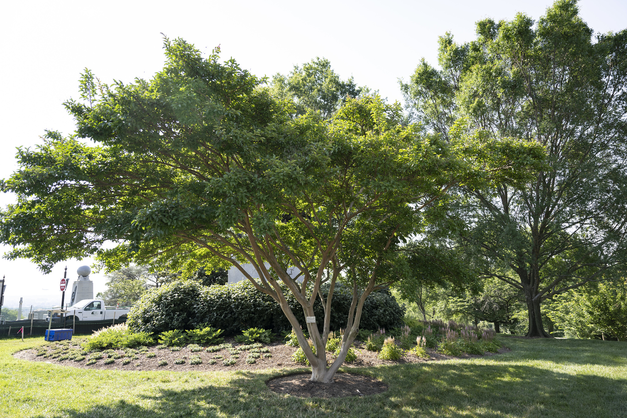Medal of Honor Trees